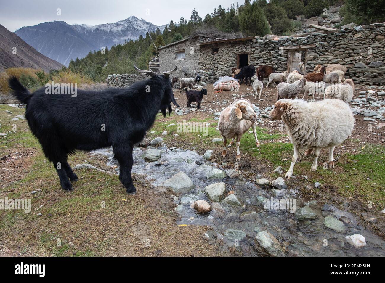 sheep grazing near water spring in Hunza Valley Northern Pakistan Stock ...