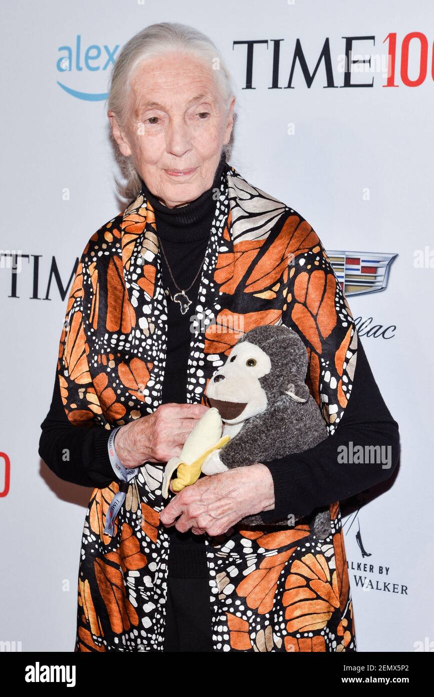 Jane Goodall walking the red carpet at the 2019 Time 100 Most ...