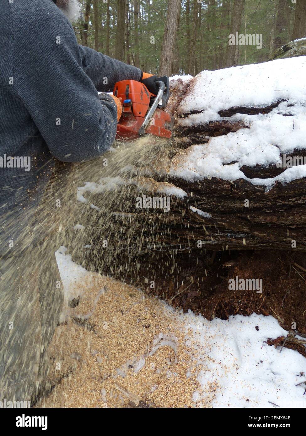 Lumberjack cutting already downed pine tree with 4' in diameter Stock ...