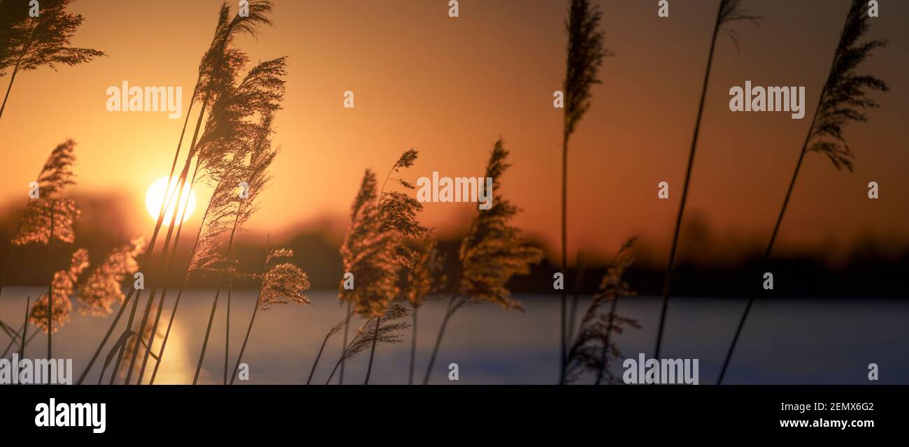 Reed field sunset hi-res stock photography and images - Alamy