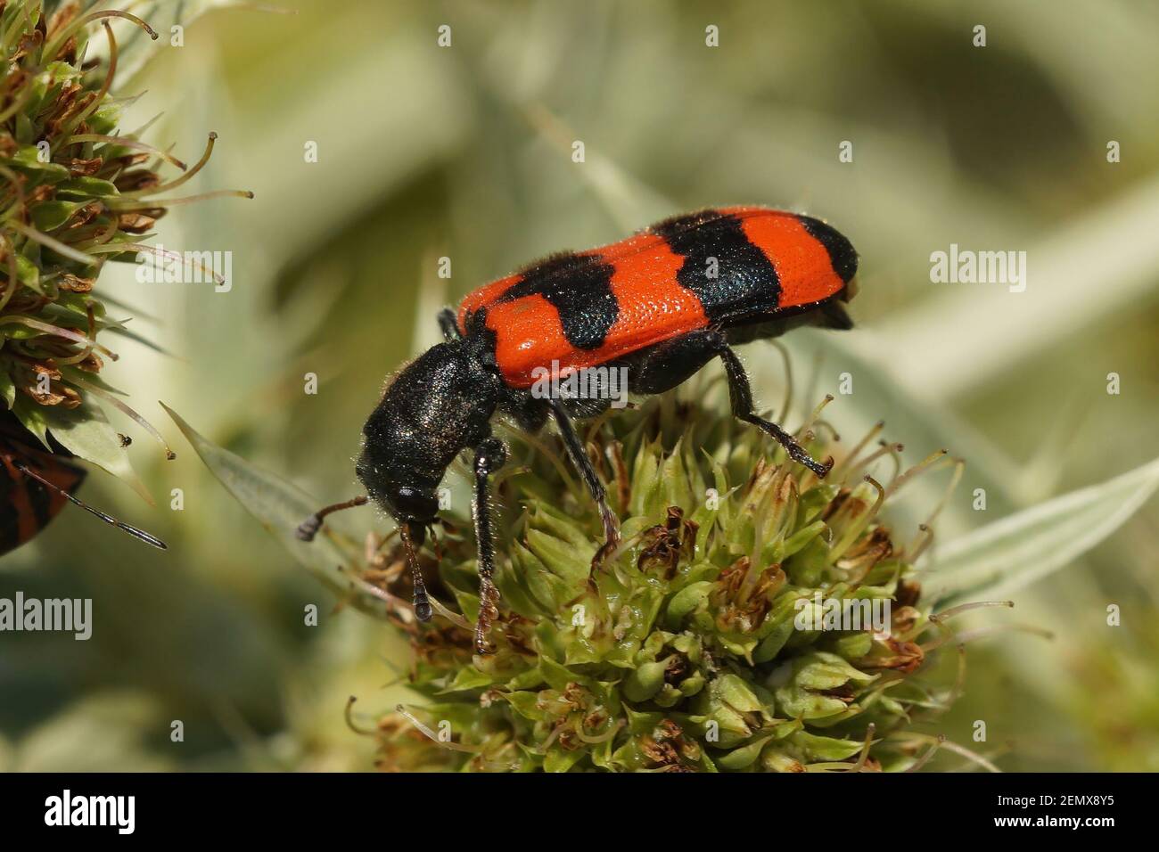 Coseup on the brilliant red colored bee hive beetle , Trichodes ...