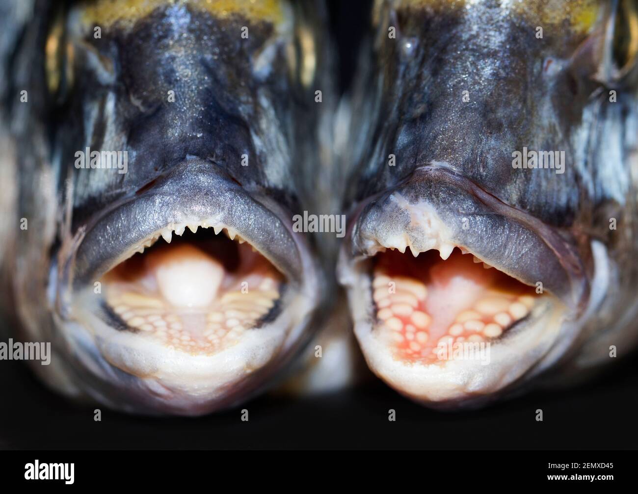 Gilt head bream hi-res stock photography and images - Alamy