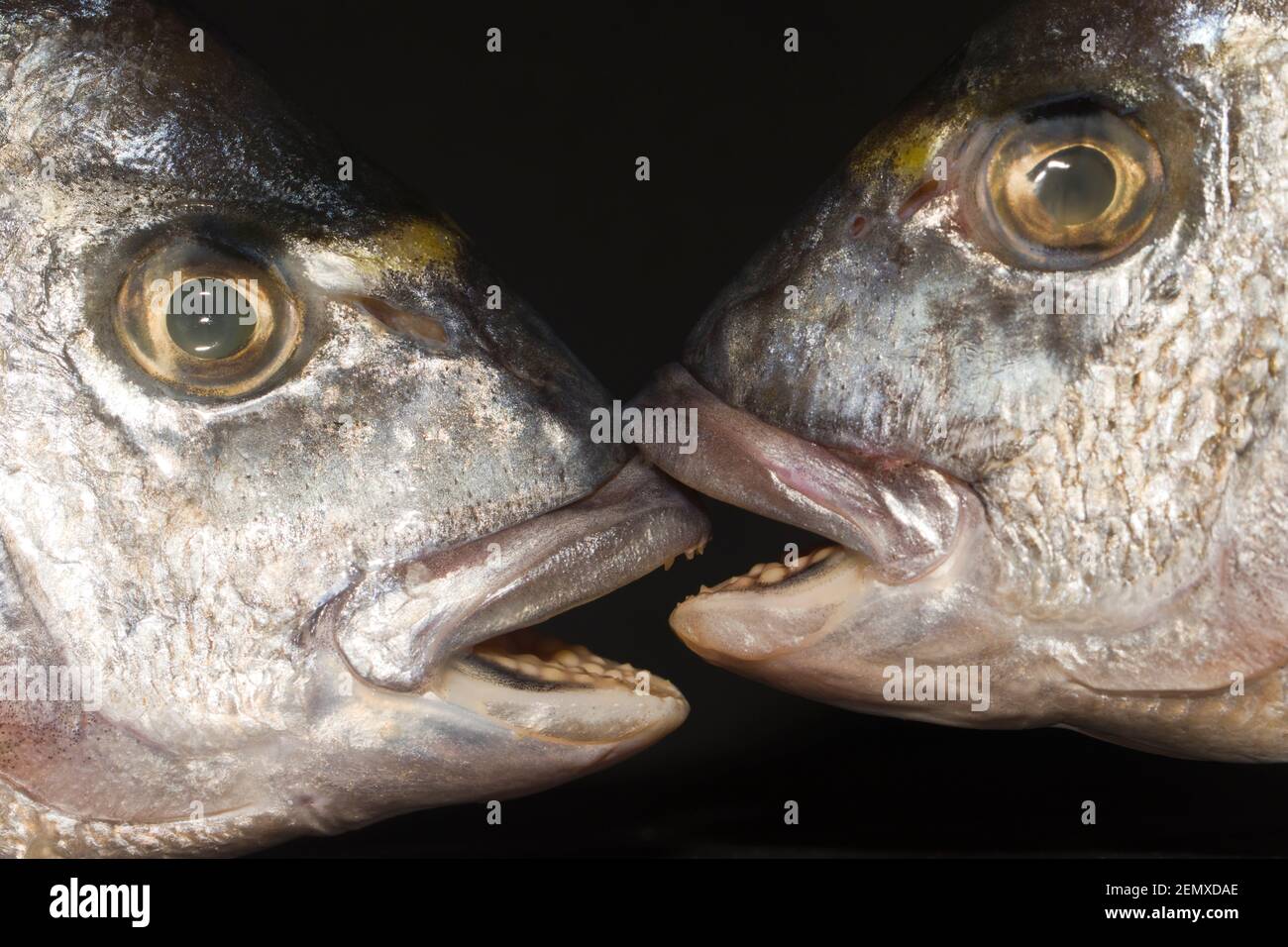 Spanish sea bream hi-res stock photography and images - Alamy