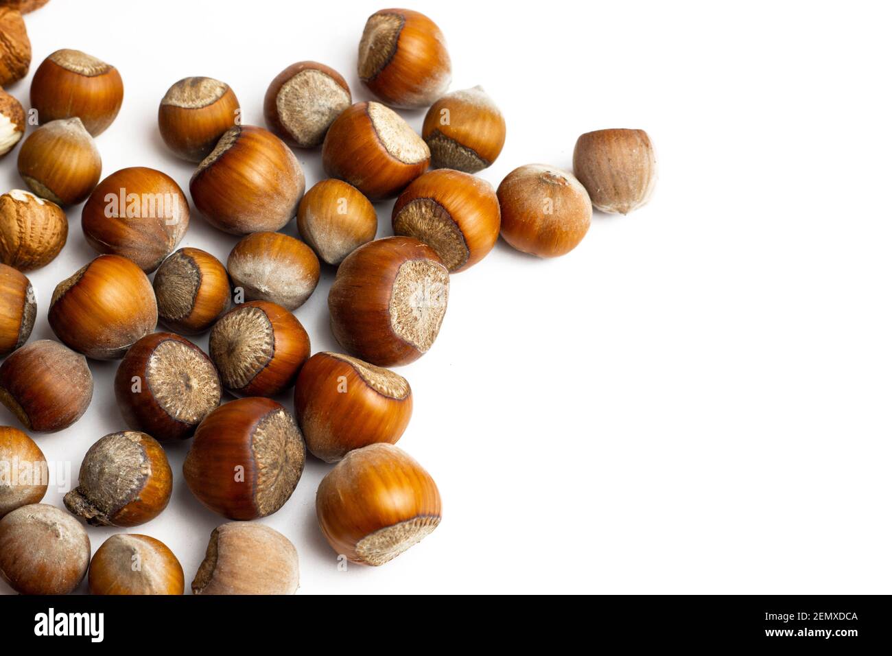 Snake hazel hi-res stock photography and images - Alamy