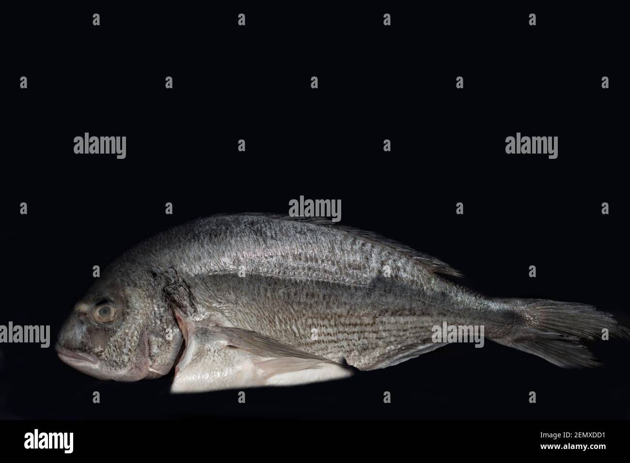 Gilt head bream hi-res stock photography and images - Alamy