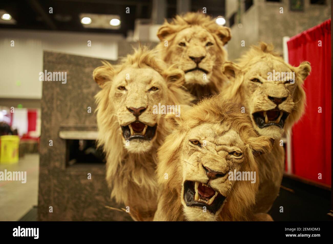 Stuffed lions are on display in the outfitters section before the NRA ...