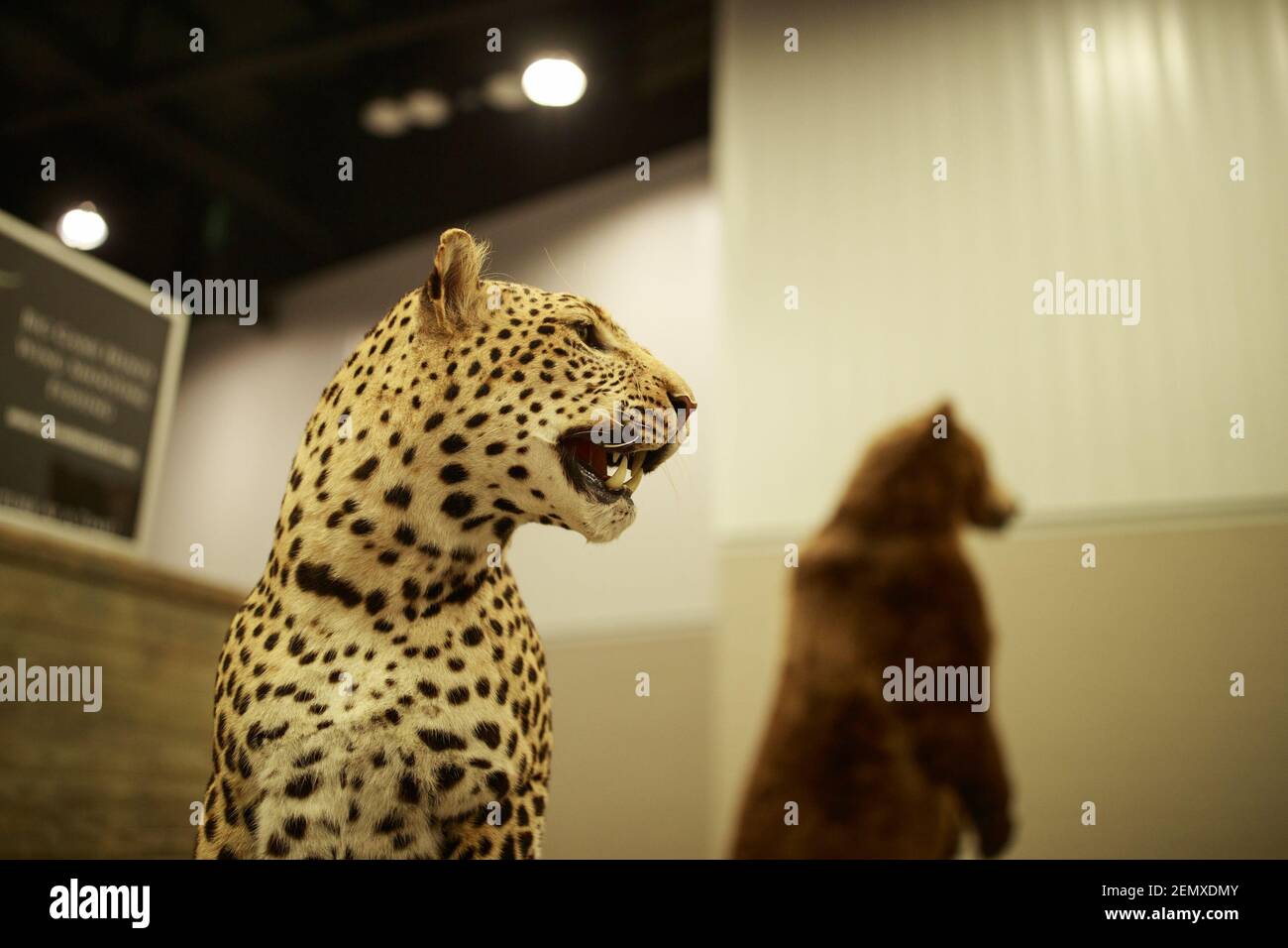 A stuffed leopard is on display in the outfitters section before the ...