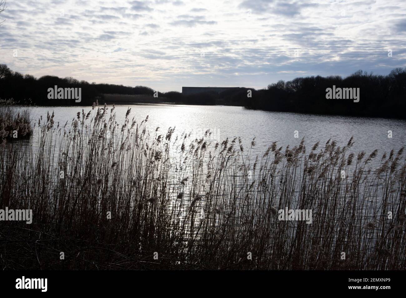 Bullrush silhouette hi-res stock photography and images - Alamy