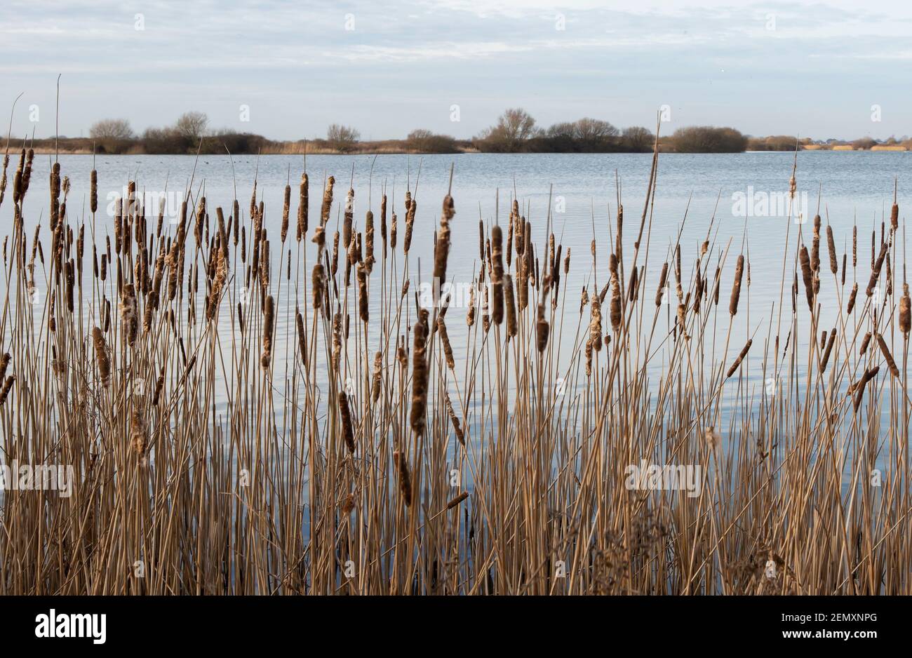 Wetland weeds hi-res stock photography and images - Alamy