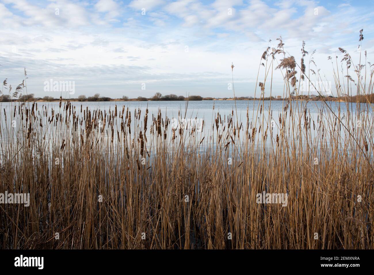 Bullrush silhouette hi-res stock photography and images - Alamy