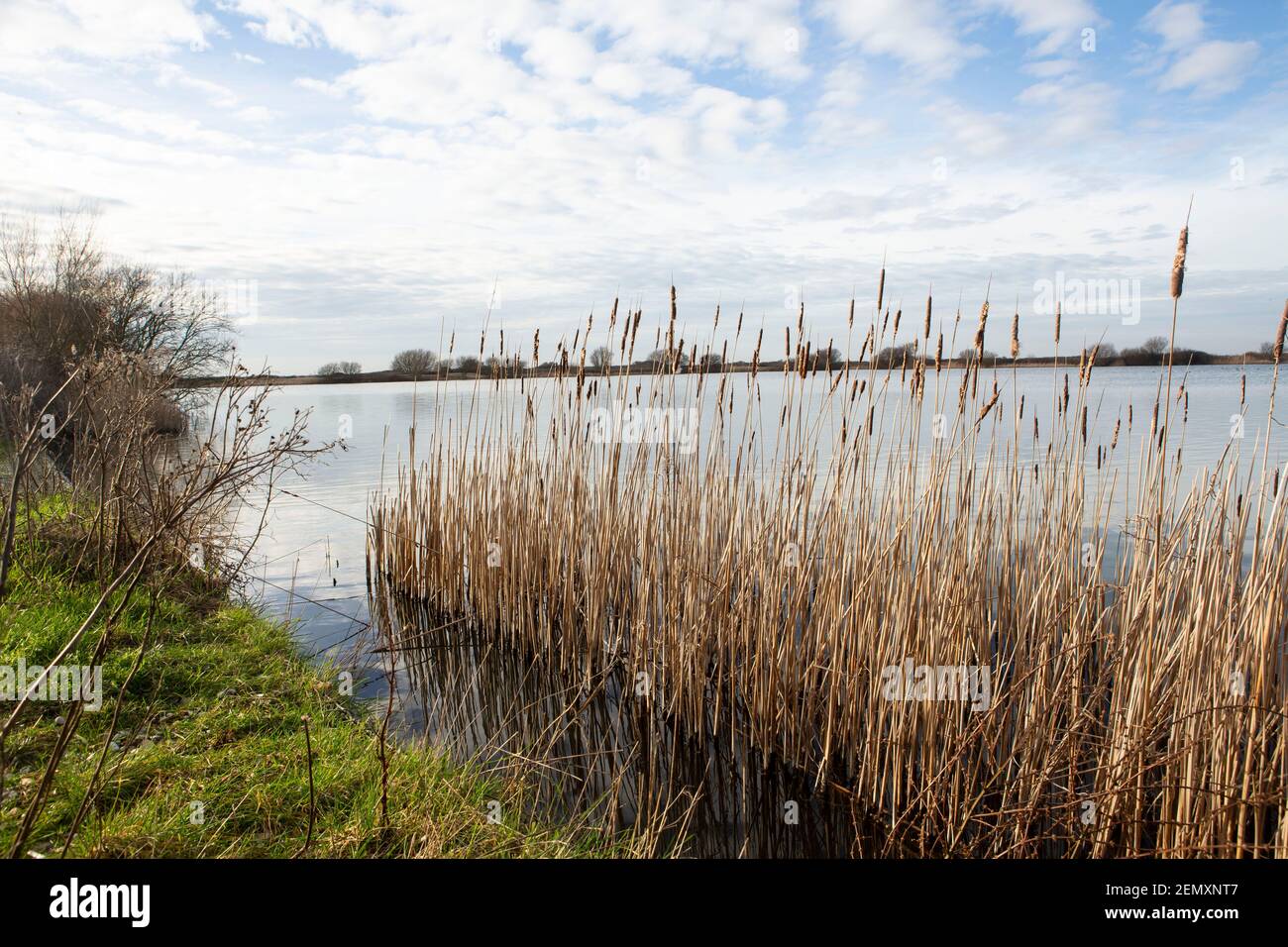 Wetland weeds hi-res stock photography and images - Alamy