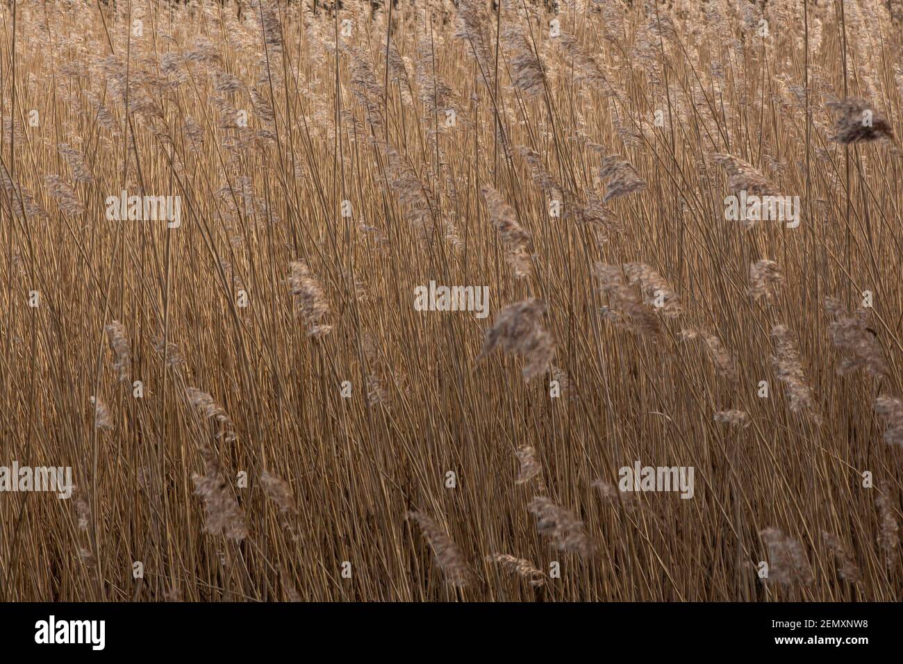 Golden corn hi-res stock photography and images - Alamy
