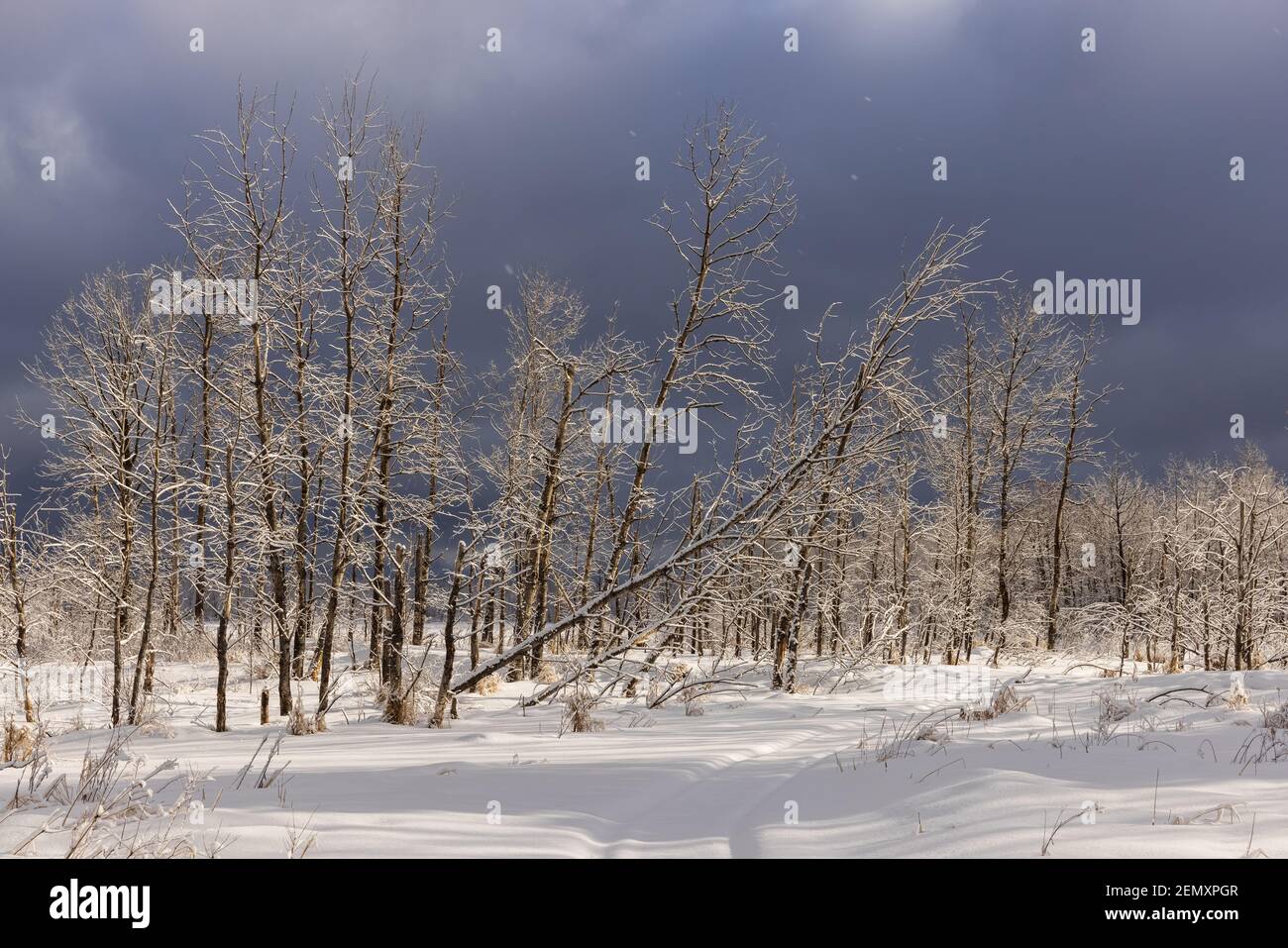 Ominous winter landscape in northern Wisconsin Stock Photo - Alamy