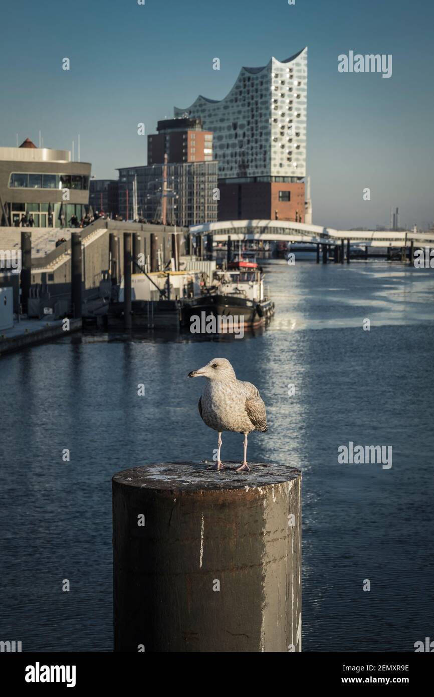 German ship seagull hi-res stock photography and images - Alamy