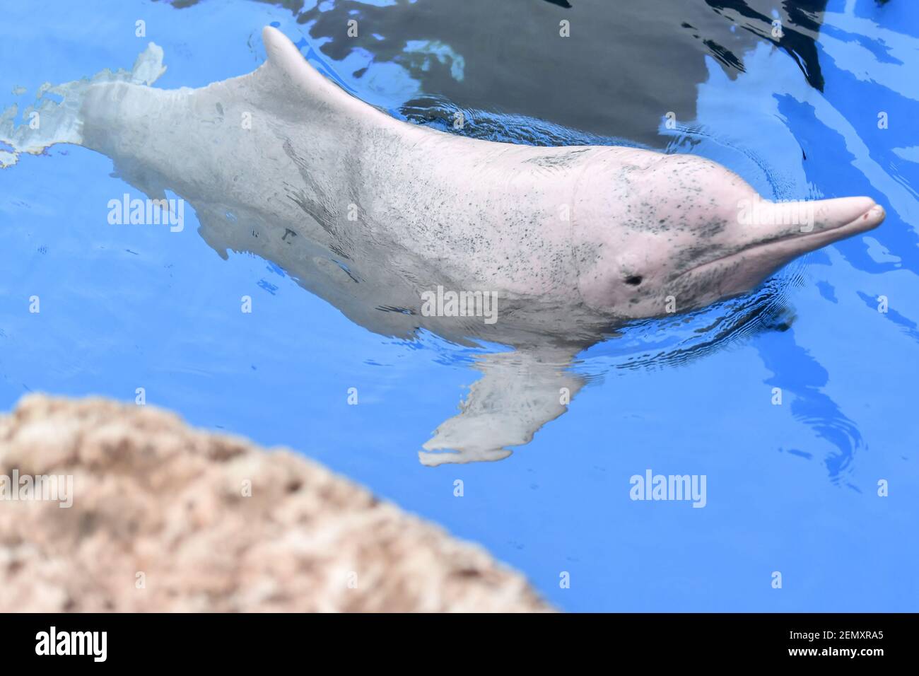 Chinese White Dolphin