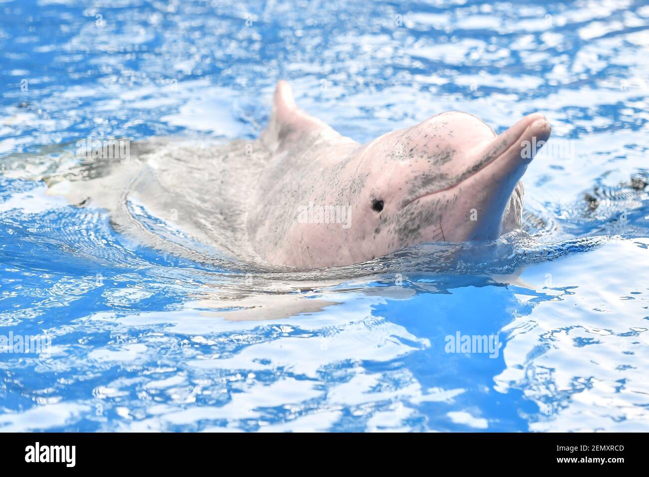 A Chinese white dolphin plays and performs during an event to raise ...
