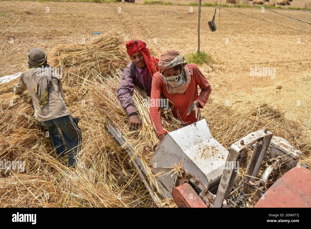 Grains in husks High Resolution Stock Photography and Images - Alamy