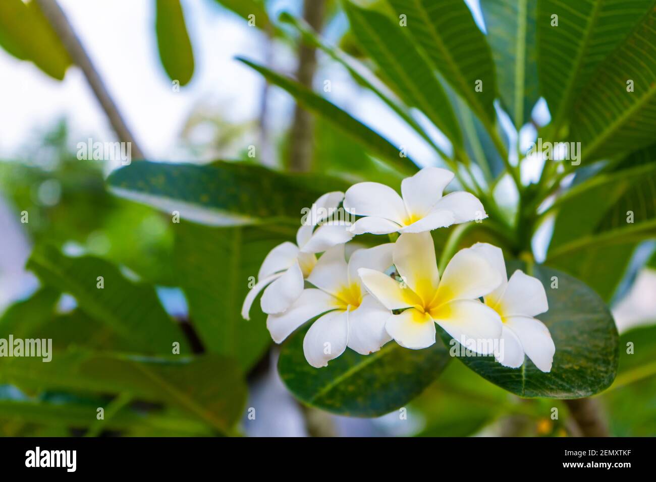 Frangipani tropical flower growing outdoors in thailand Stock Photo - Alamy