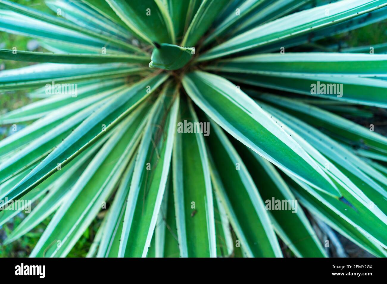 Agave angustifolia marginata hi-res stock photography and images - Alamy