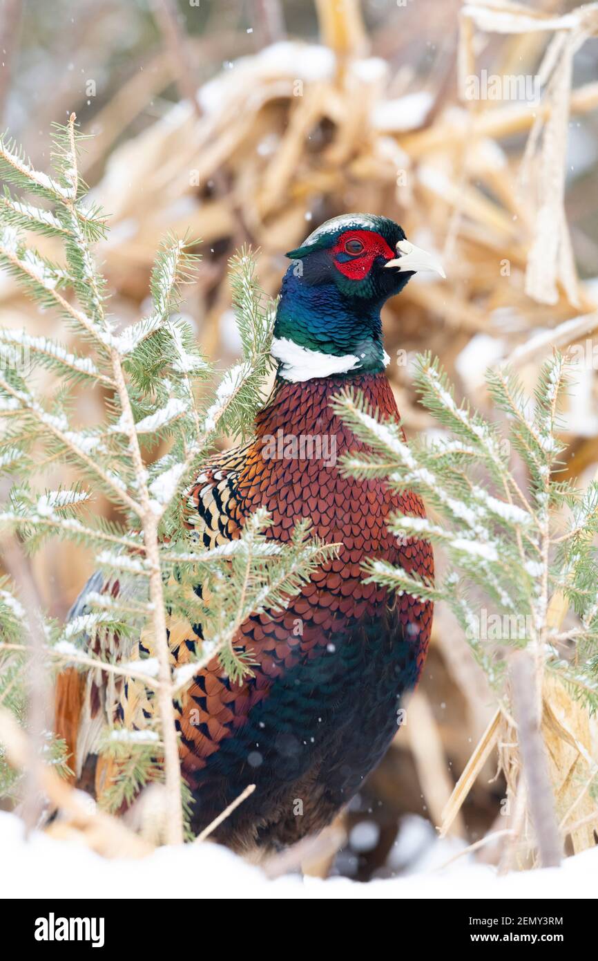 A rooster Pheasant in the snow in South Dakota on a winter day Stock ...