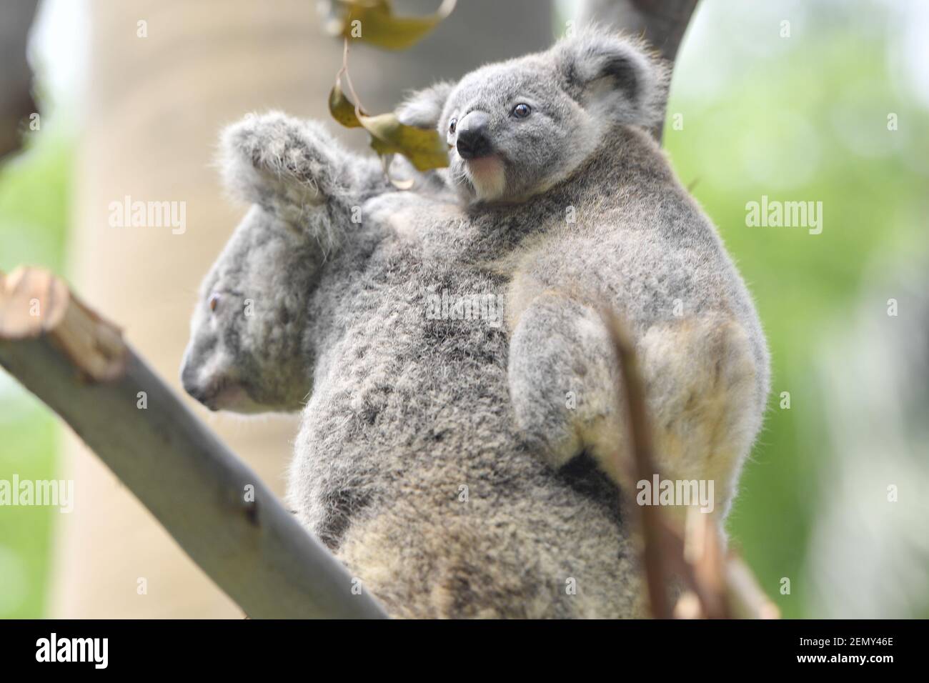 Koalas are pictured at the Guangzhou Chimelong Safari Park in Guangzhou ...