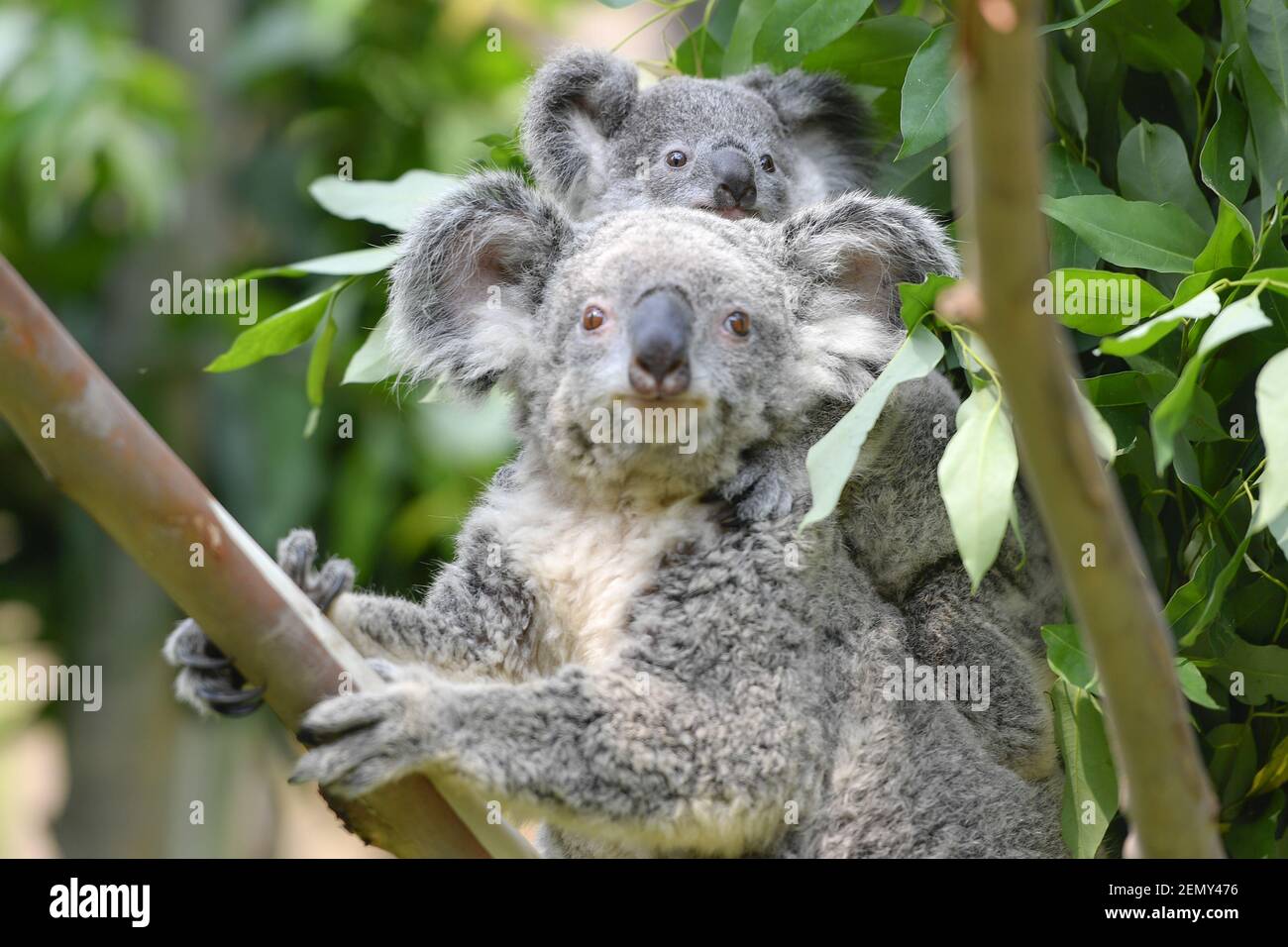 Koalas are pictured at the Guangzhou Chimelong Safari Park in Guangzhou ...
