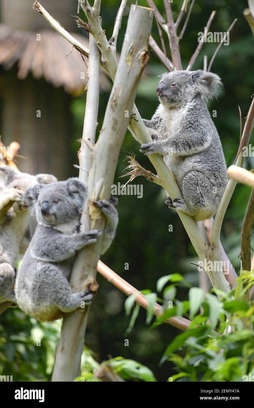Koalas are pictured at the Guangzhou Chimelong Safari Park in Guangzhou ...