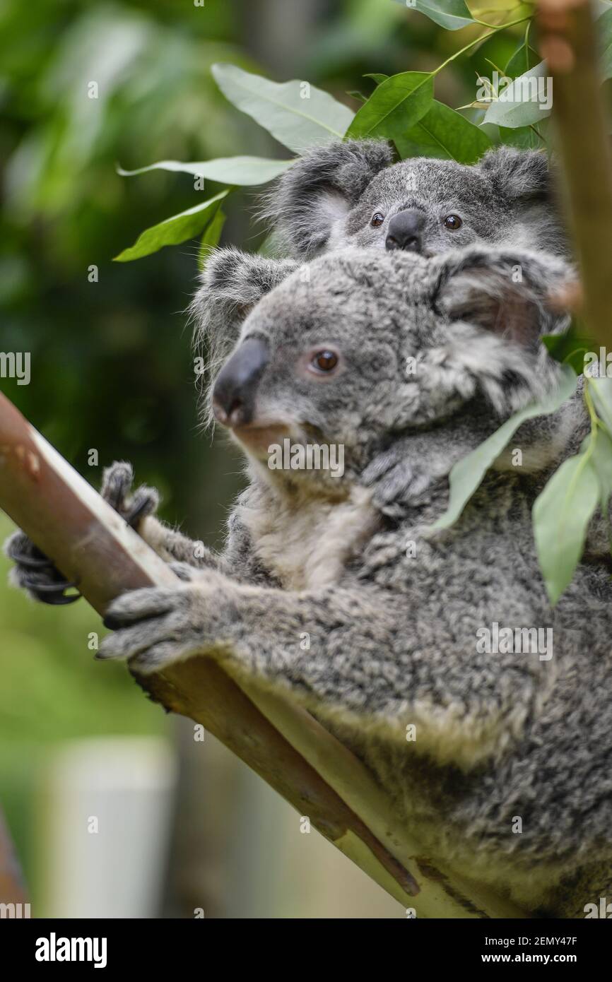Koalas are pictured at the Guangzhou Chimelong Safari Park in Guangzhou ...