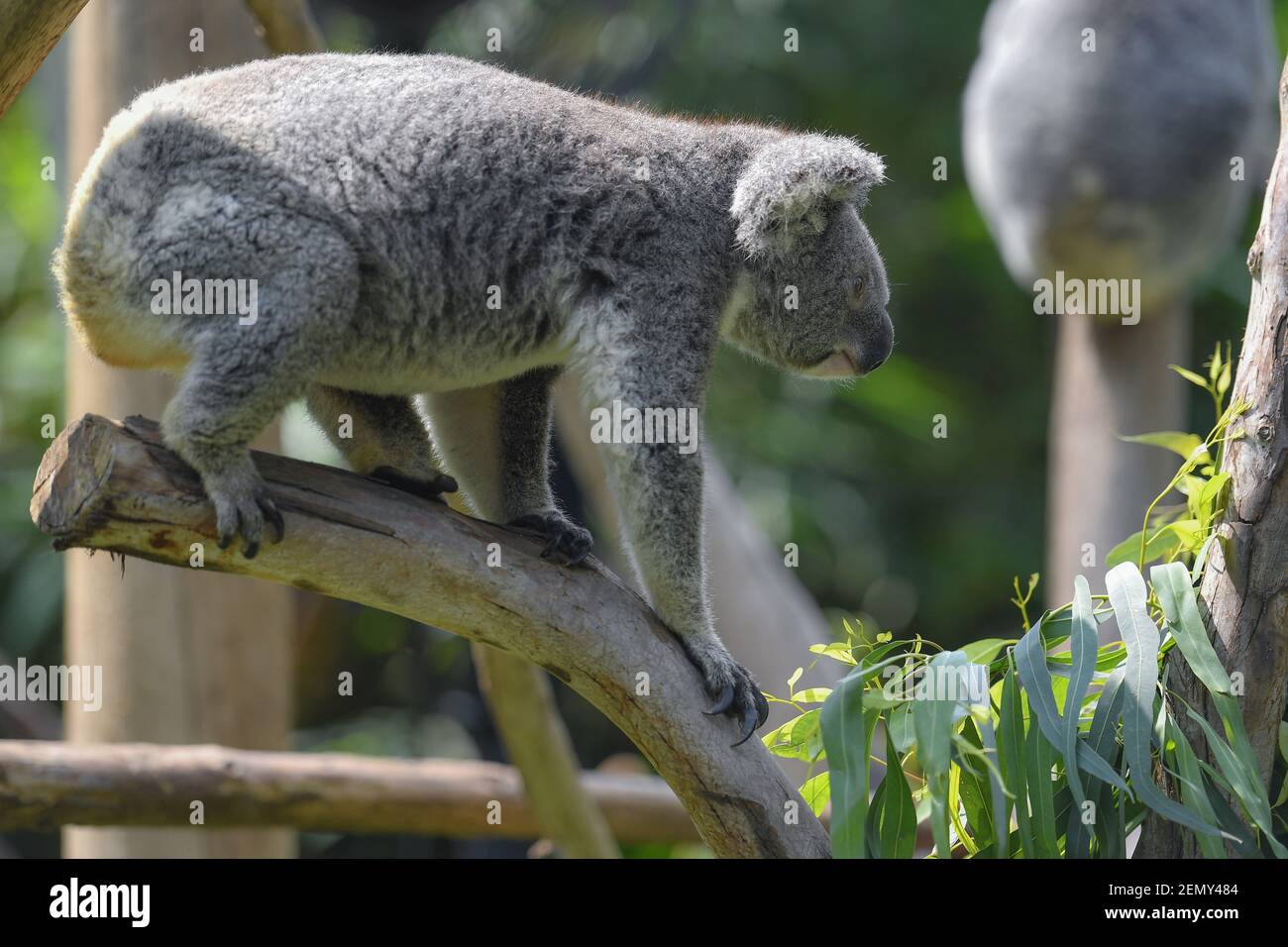 A koala is pictured at the Guangzhou Chimelong Safari Park in Guangzhou ...