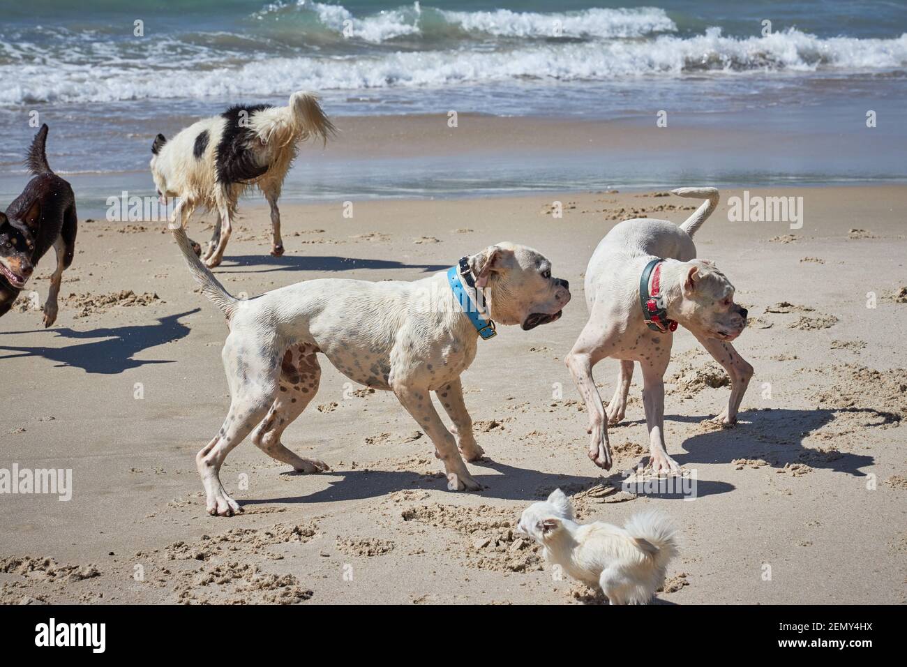 Images Of Dogs On The Beach
