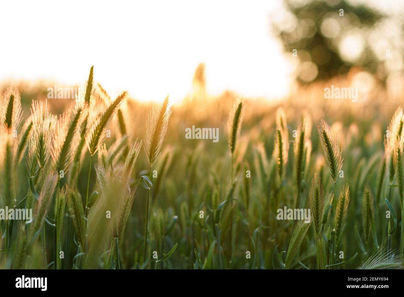 Soft focus Close-Up of many stems with spikelets of wild grass on ...