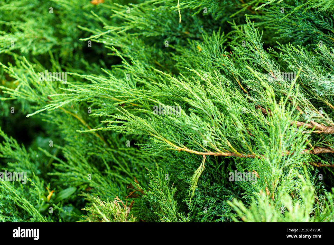 Western cedar tree branch hi-res stock photography and images - Alamy