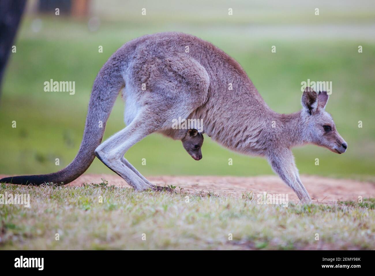 Grazing Kangaroo in Australia Stock Photo - Alamy