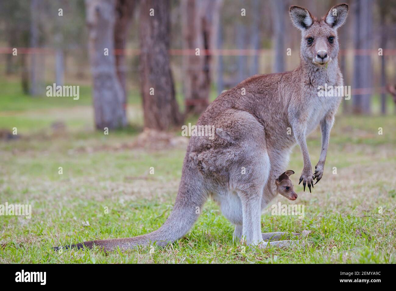 Grazing Kangaroo in Australia Stock Photo - Alamy