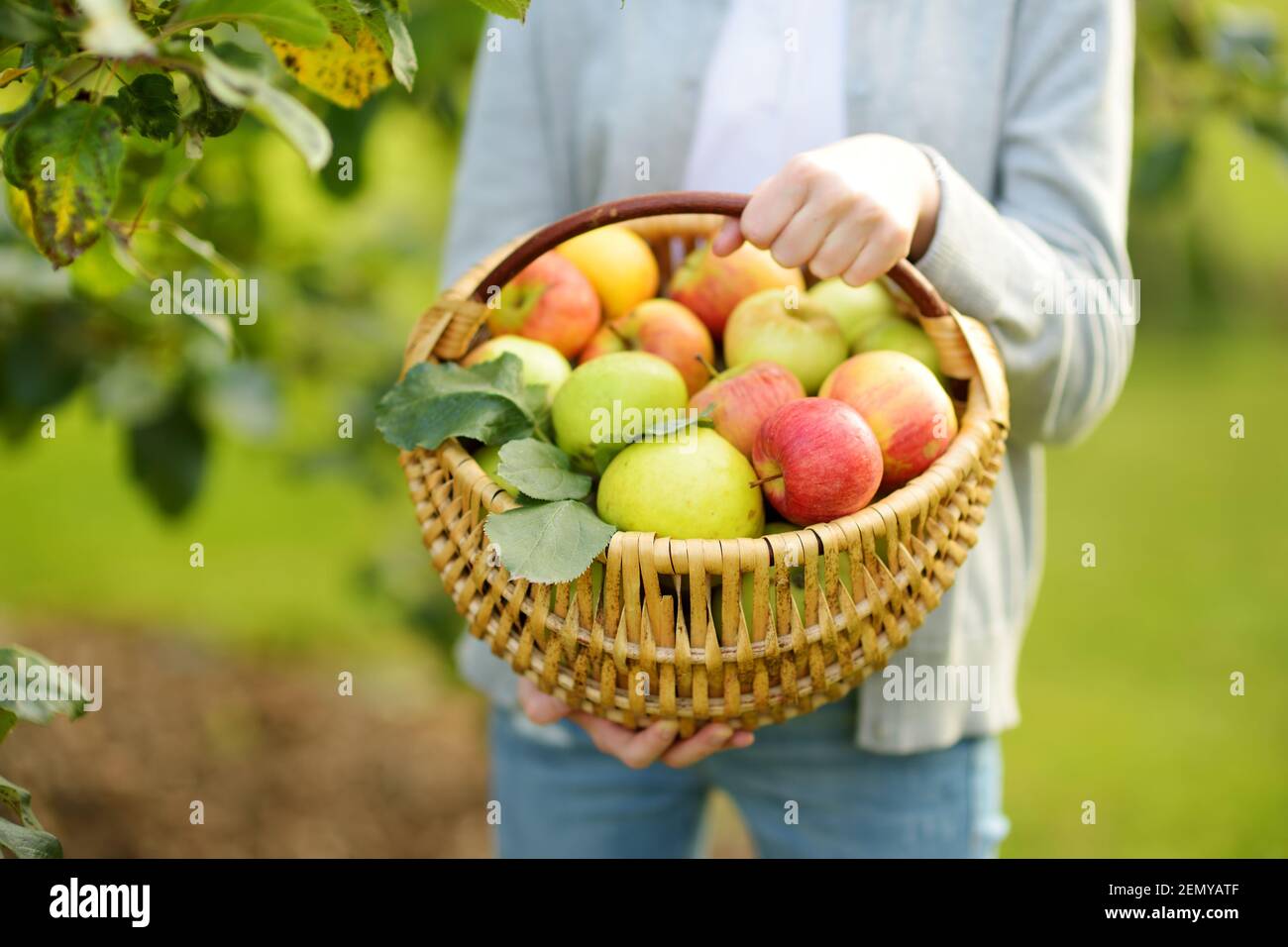 Basket full of fresh organic apples. Harvesting apples in apple tree ...