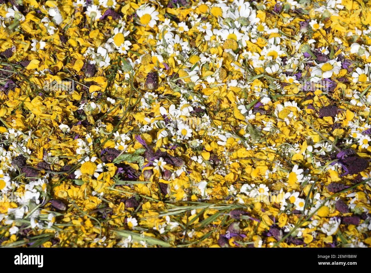 Flowers are seen in an altar during the traditional celebration of 'Las ...