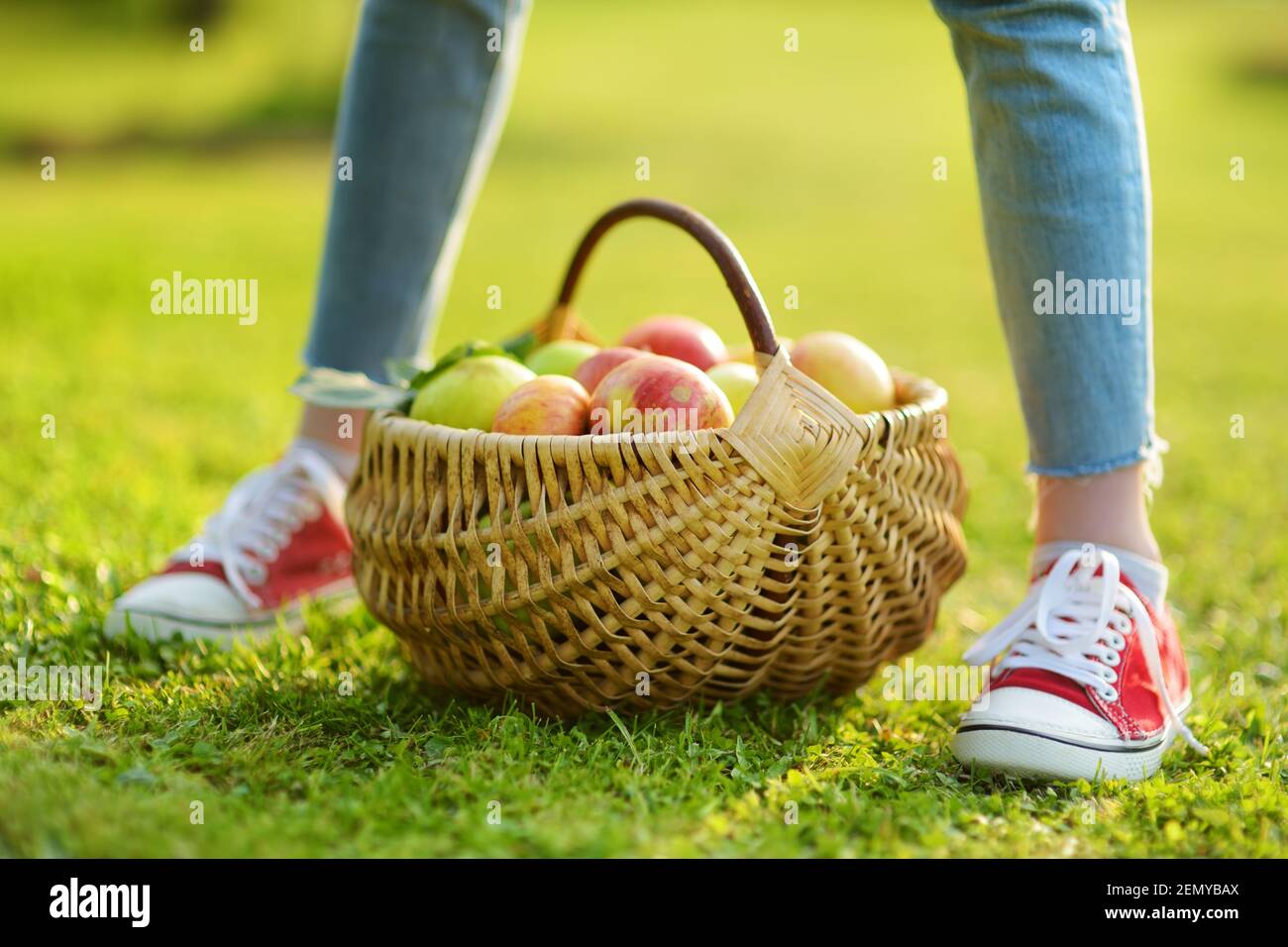 Basket full of fresh organic apples. Harvesting apples in apple tree ...