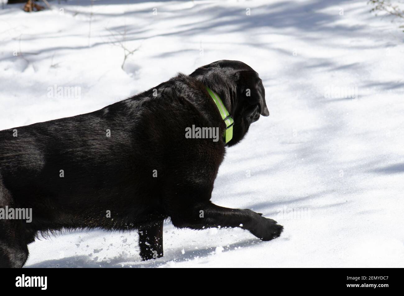 Shinny game hi-res stock photography and images - Alamy