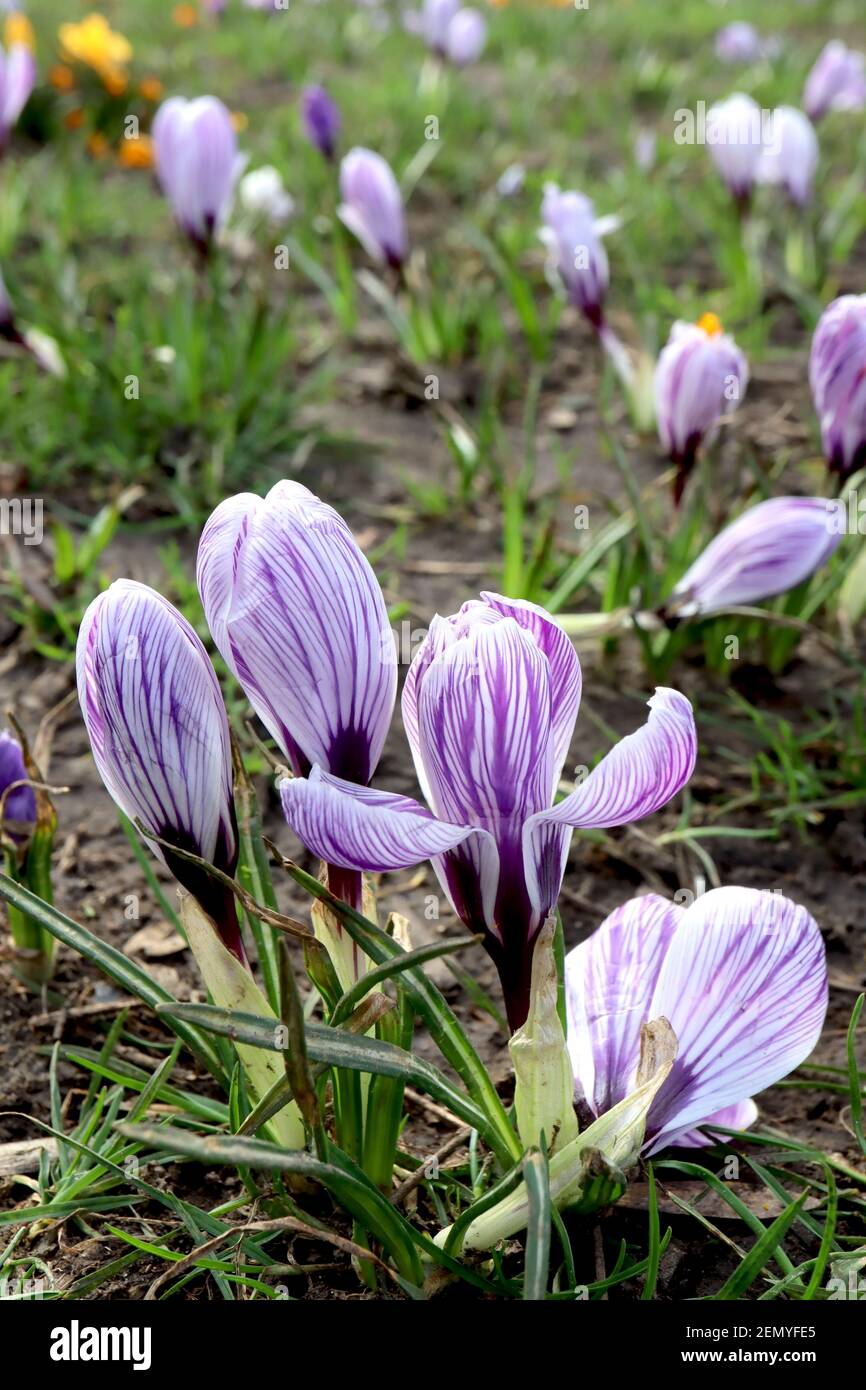 Crocus vernus ‘Pickwick’ Pickwick crocus – white flowers with purple veins, February, England ...