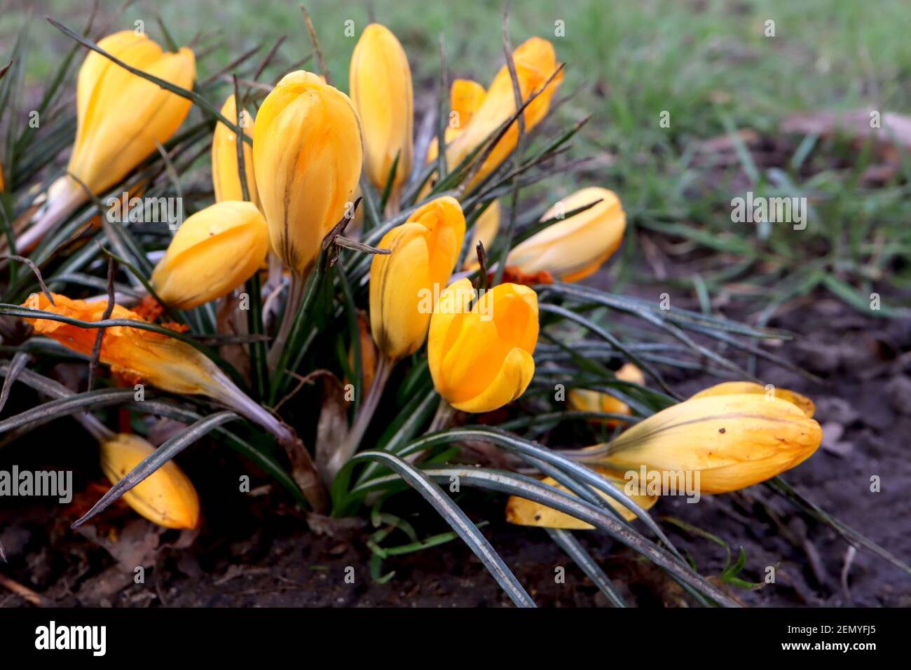 Crocus chrysanthus ‘Golden’ Golden crocus – yellow flowers with dark ...