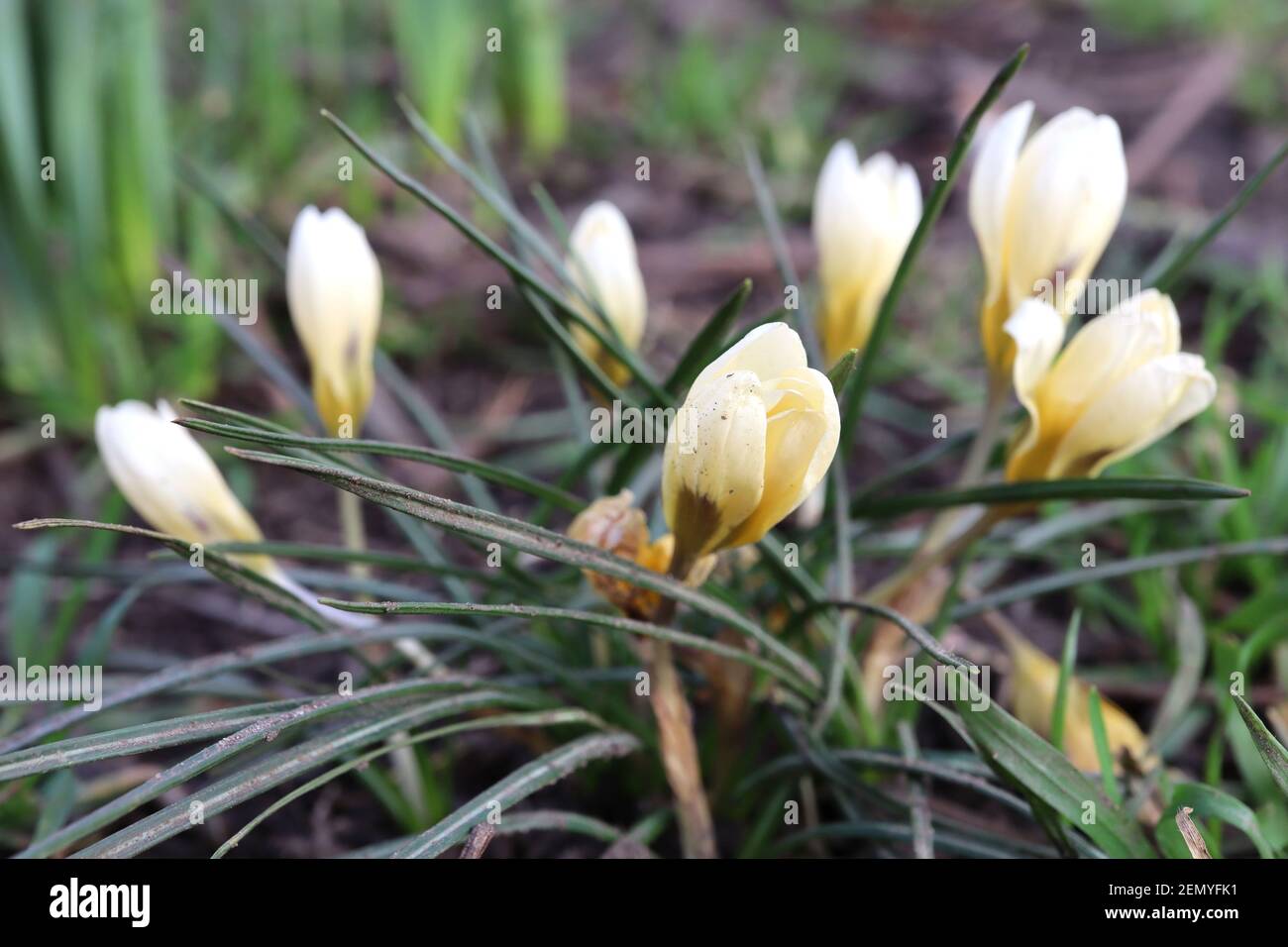 Crocus chrysanthus ‘Romance’ Crocus Romance – dwarf crocus with creamy ...