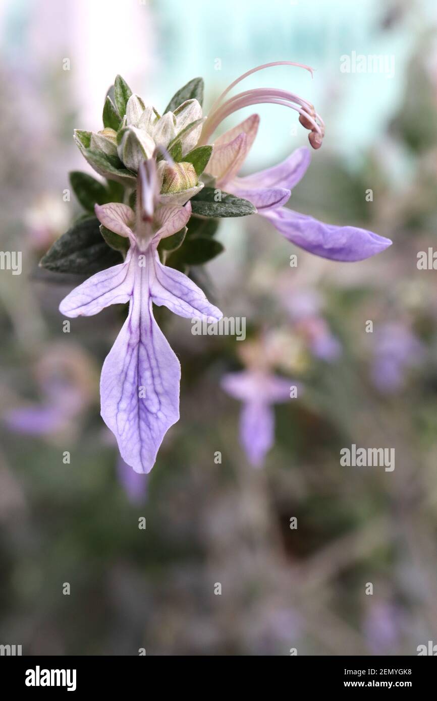 Teucrium fruticans Tree germander – lilac blue flowers and hairy ovate ...