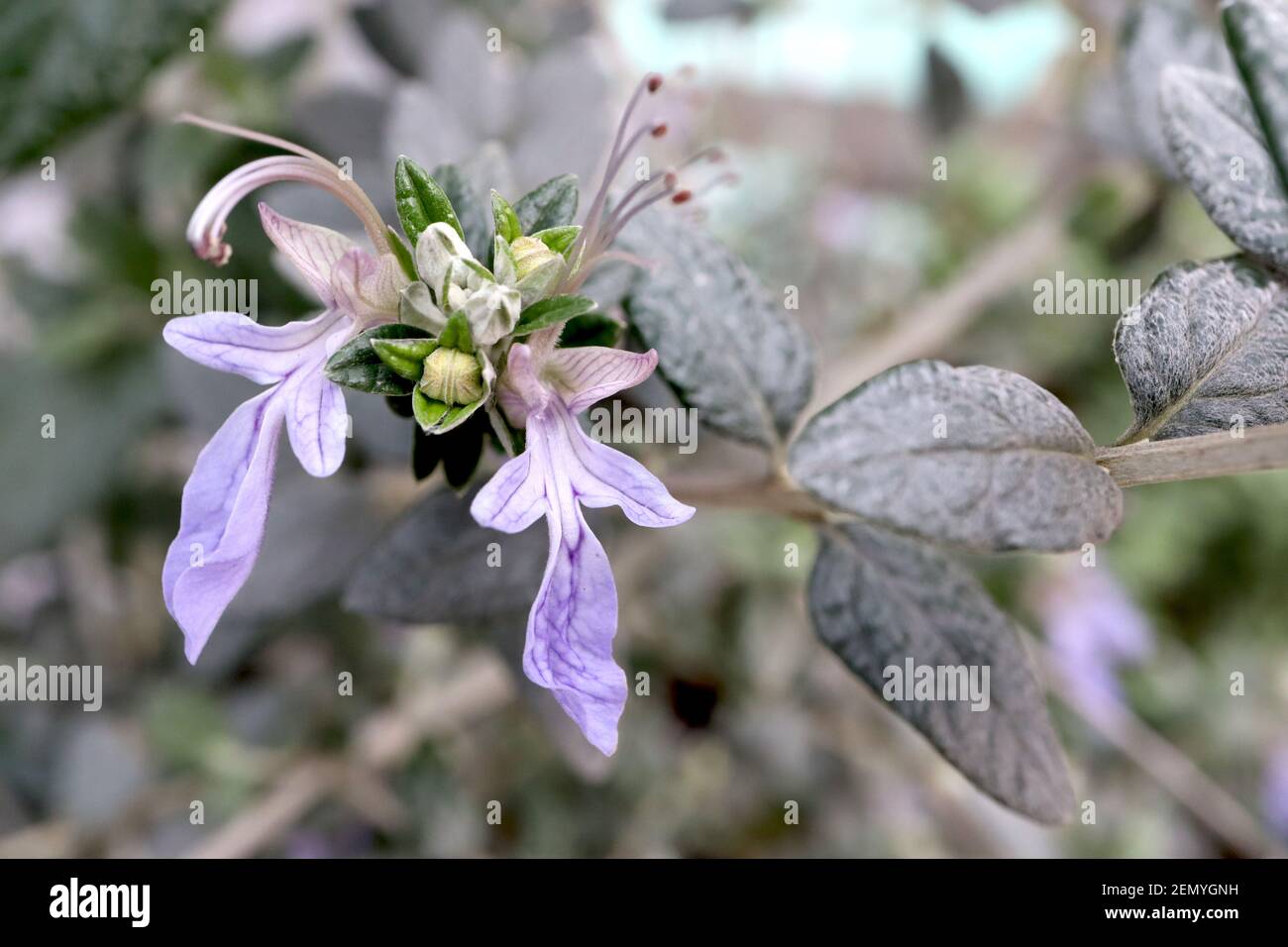 Teucrium fruticans Tree germander – lilac blue flowers and hairy ovate ...
