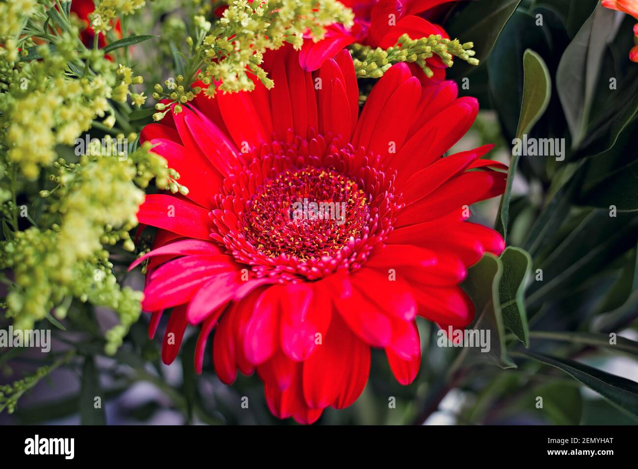 Red Gerbera Daisy Bouquet With Greenery Stock Photo - Alamy
