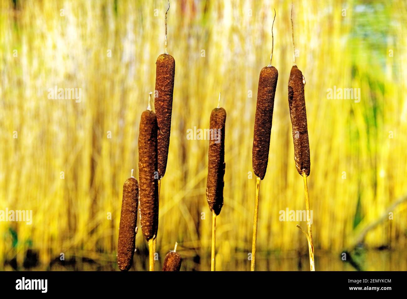 6 bullrushes in a pond against muted yellow background Stock Photo - Alamy