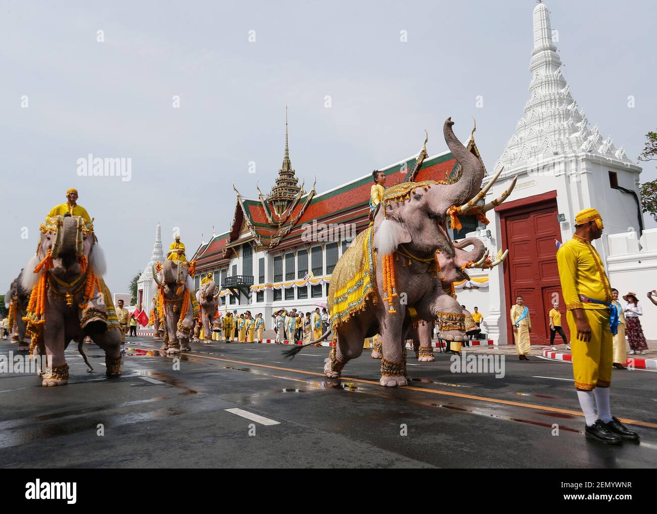 Thai mahouts seen riding on elephants painted in white during a royal ...