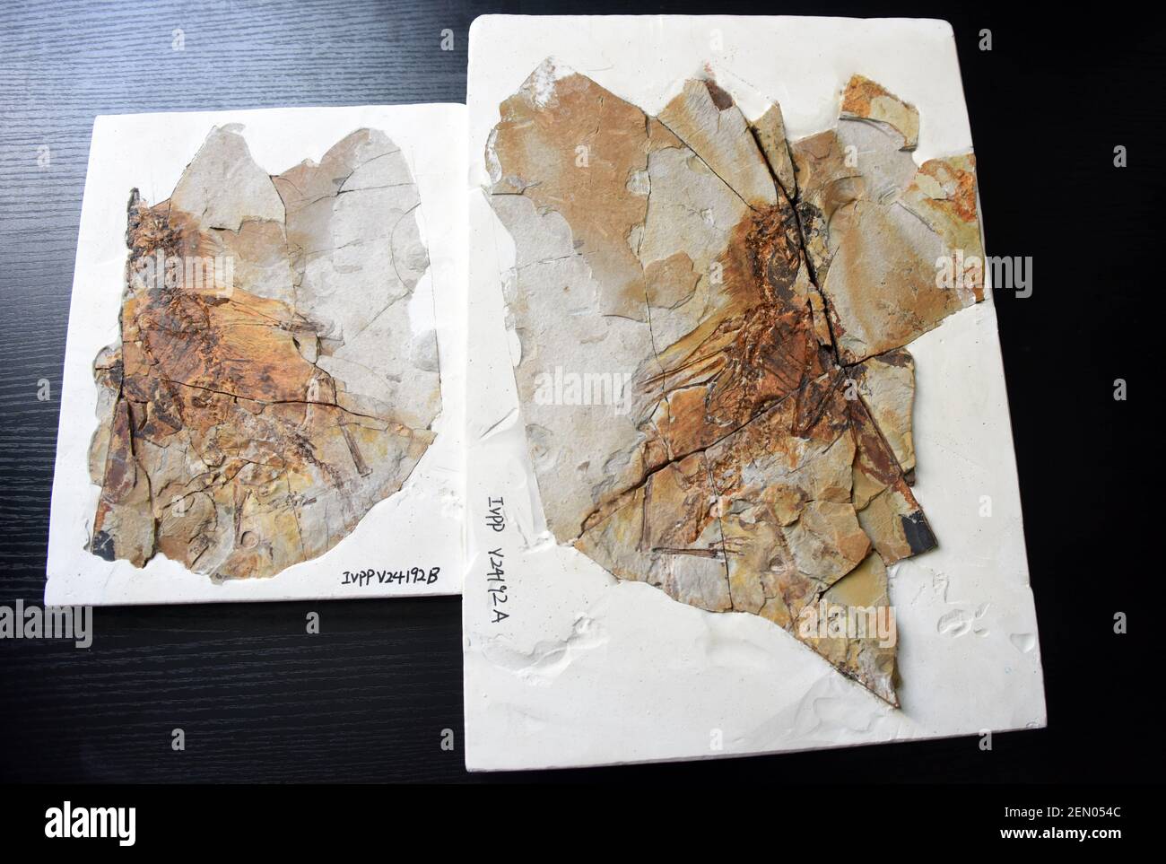 Photo released on 9 May 2019 show Chinese researcher Wang Min ...