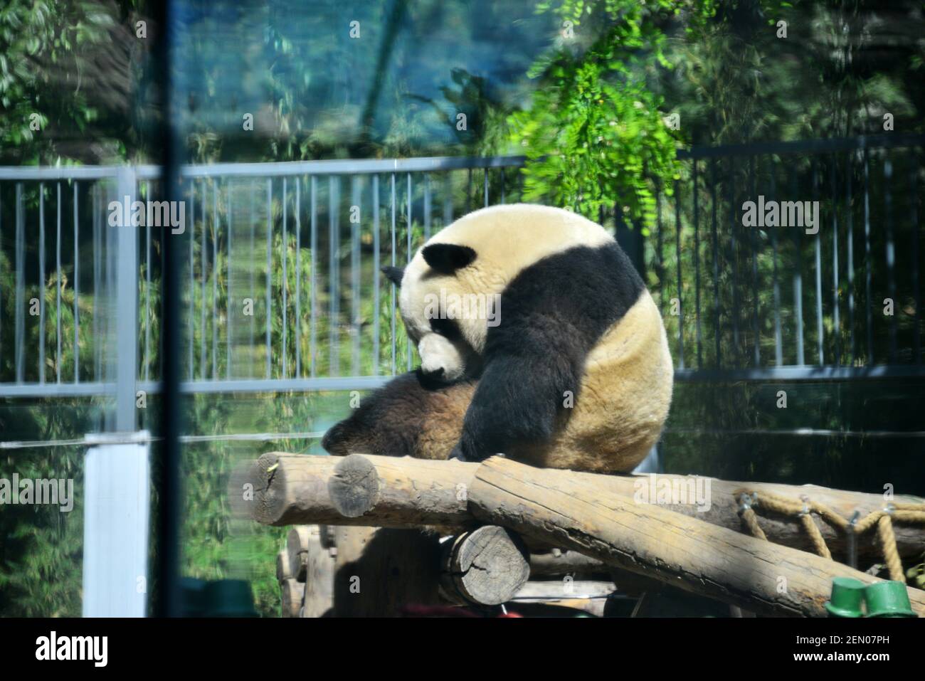 A giant panda enjoys the sunshine at the Beijing Zoo in Beijing, China ...