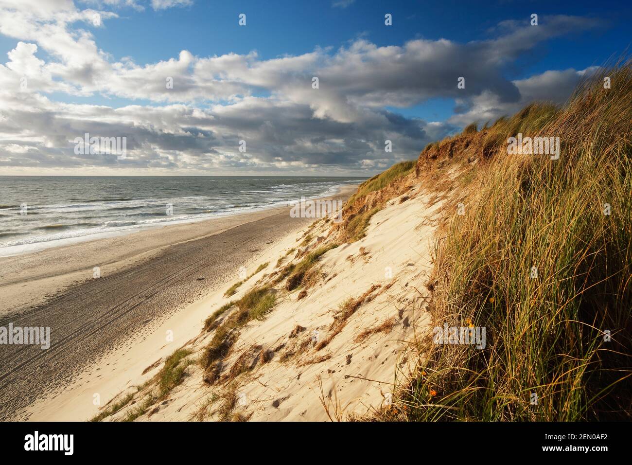 beach and dunes of Hvide Sande at the North Sea, Denmark Stock Photo ...