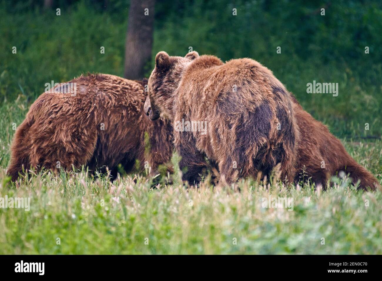 Close up photo of a wild big Brown Bear in natural habitat. Big brown ...